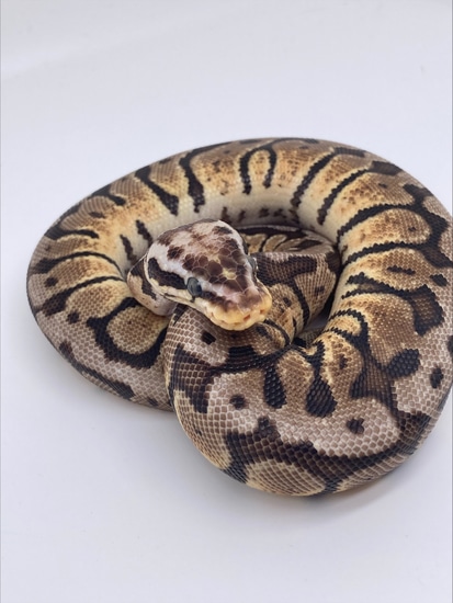 Pastel Spotnose Dinker Ball Python by PawPaw's Ball Python's