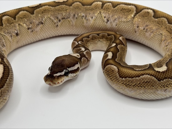 Bamboo Ball Python by PawPaw's Ball Python's