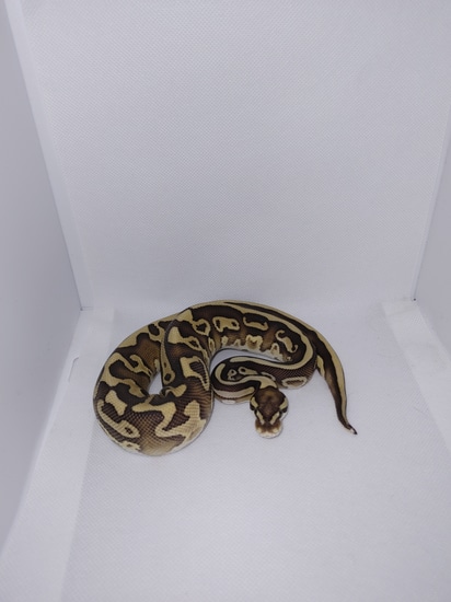Pastel Leopard Lesser 100% Het Axanthic (VPI) Ball Python by Dragon ...