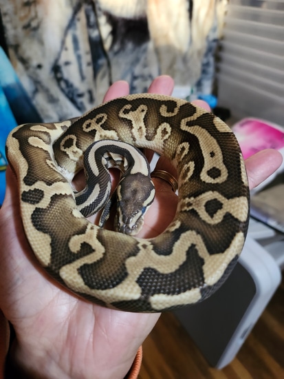 Pastel Leopard Lesser 100% Het Axanthic (VPI) Ball Python by Dragon ...