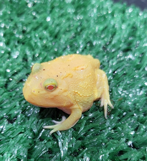 Super Pikachu - 2 Pacman Frog by Iron Mountain Exotics LLC
