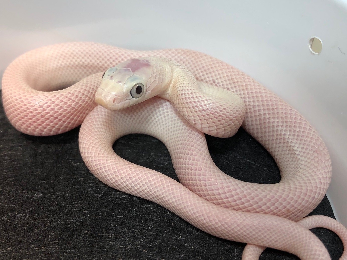 Leucistic Texas Western Rat Snake by Iron Triangle Reptiles - MorphMarket