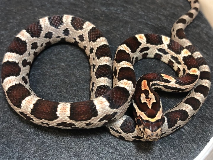 Okeetee Het. Amel Corn Snake by Iron Triangle Reptiles - MorphMarket