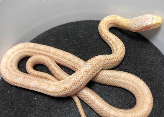 Albino Japanese Rat Snake Other Rat Snake by Iron Triangle Reptiles