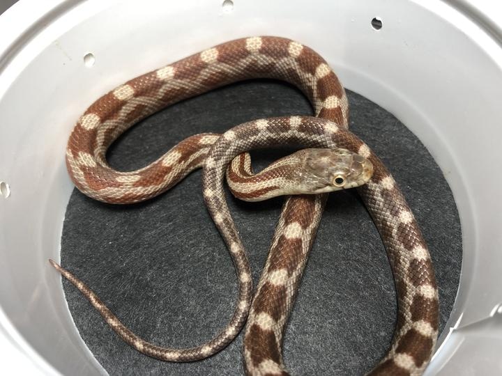 Black Rat Snake Het. Leucistic Western Rat Snake by Iron Triangle ...