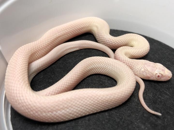 Leucistic Texas Western Rat Snake by Iron Triangle Reptiles - MorphMarket