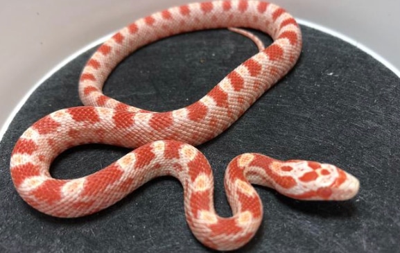 Fire Corn Snake by Iron Triangle Reptiles - MorphMarket