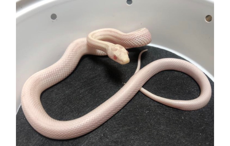 Xanthic Snow Stripe Corn Snake by Iron Triangle Reptiles - MorphMarket