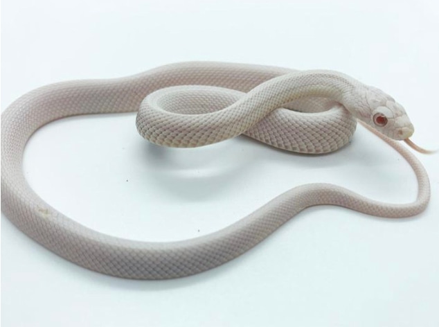 Xanthic Snow Stripe Corn Snake by Iron Triangle Reptiles - MorphMarket