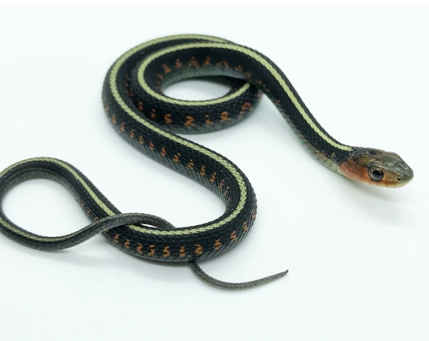 2020 Oregon Red Spotted Garter Snake by Iron Triangle Reptiles ...