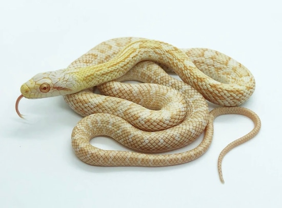 Albino Japanese Rat Snake Other Rat Snake by Iron Triangle Reptiles