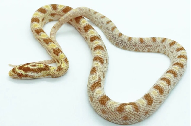 Butter Okeetee Corn Snake by Iron Triangle Reptiles - MorphMarket