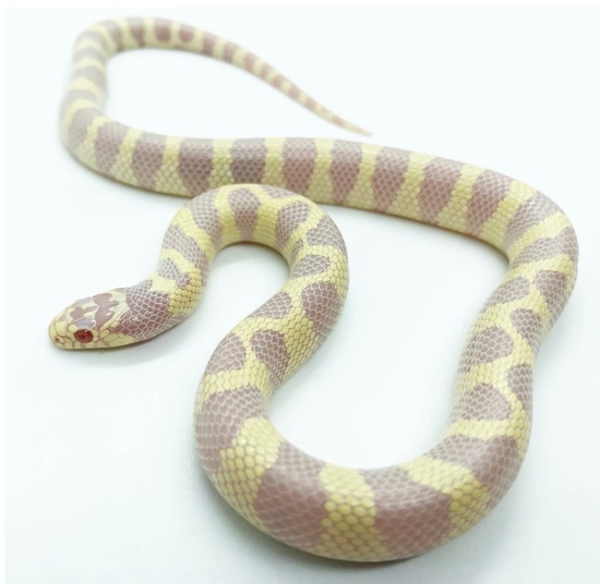 Albino California King Snake California Kingsnake by Iron Triangle Reptiles