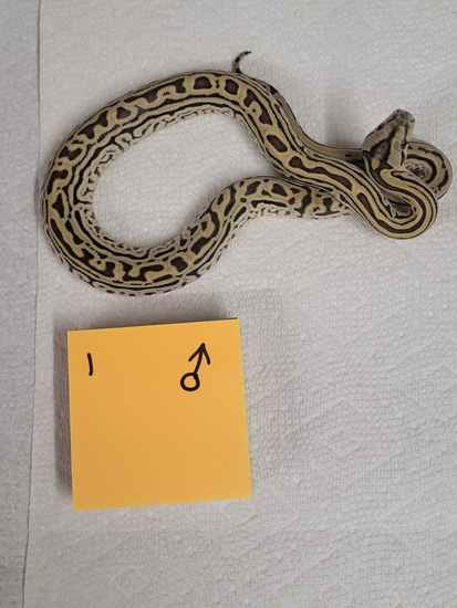 Hypo Labyrinth 50% Het Albino Burmese Python by Iron Forge Reptiles