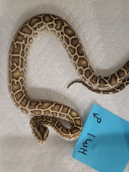 Hypo 100% Het Labyrinth 50% Het Albino Burmese Python by Iron Forge ...