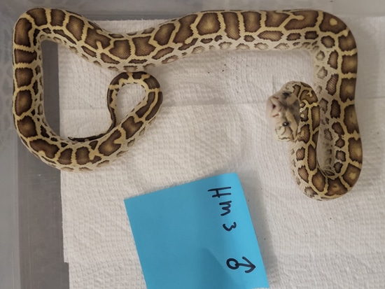 Hypo 100% Het Labyrinth 50% Het Albino Burmese Python by Iron Forge ...