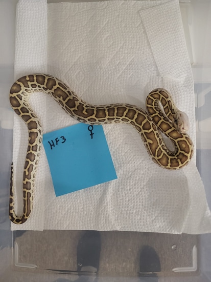 Hypo 100% Het Labyrinth 50% Het Albino Burmese Python by Iron Forge ...
