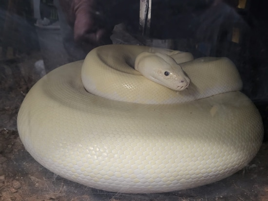 Ivory Het Labyrinth Burmese Python by Iron Forge Reptiles