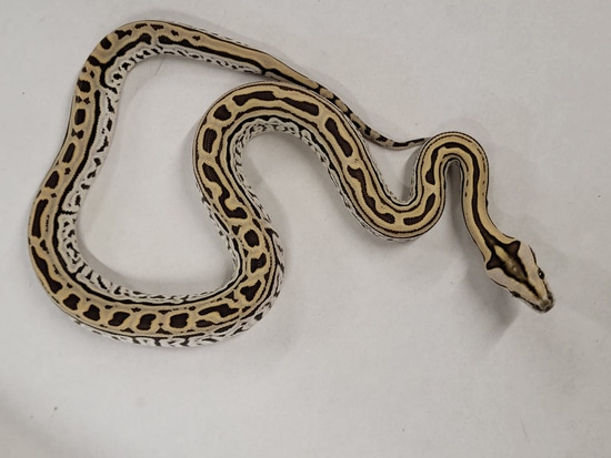 Hypo Labyrinth 50% Het Albino Burmese Python by Iron Forge Reptiles