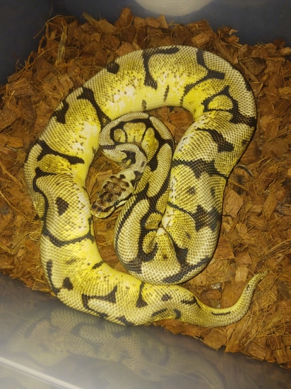 Bumblebee Het Pied Ball Python by Iron Forge Reptiles