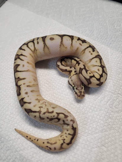 100% Het Monsoon Pair Ball Python by Iron Forge Reptiles