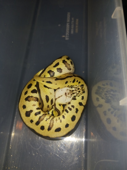 Batman Pastel (YB/Redstripe) Ball Python by Iron Forge Reptiles