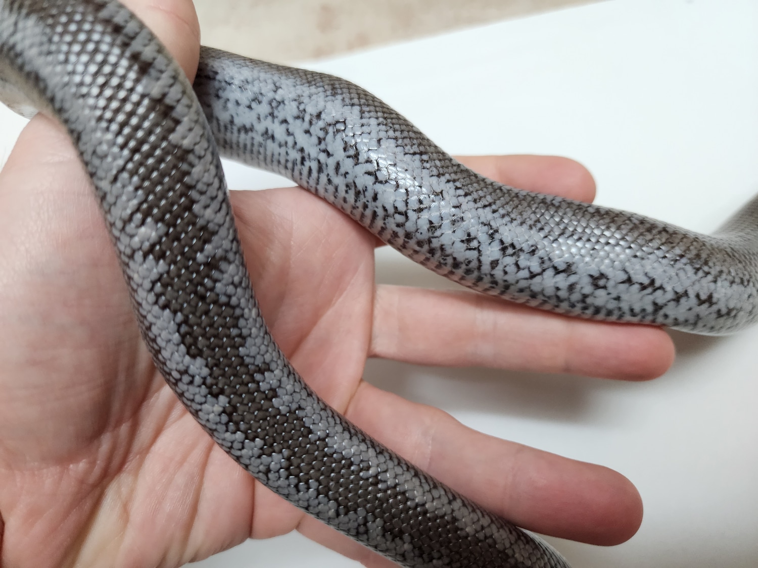 2018 Morongo Axanthic 100% Het For Whitewater Albino (Snowwhite) Rosy ...