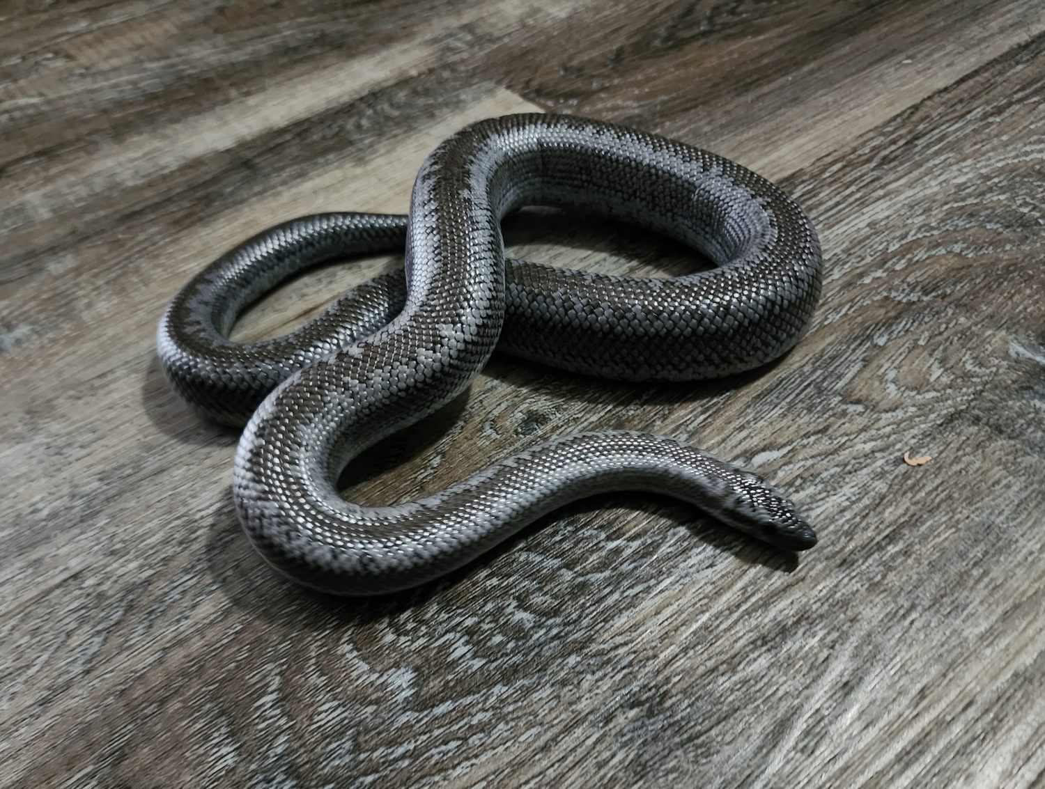 2018 Morongo Axanthic 100% Het For Whitewater Albino (Snowwhite) Rosy ...