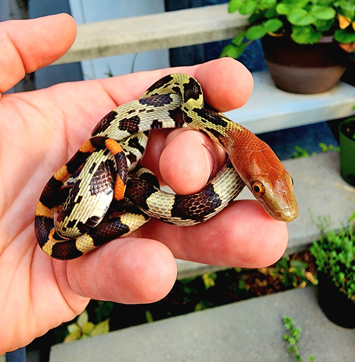 Hundred Flower 100 % Het Aberrant Other Rat Snake by Mythic ...