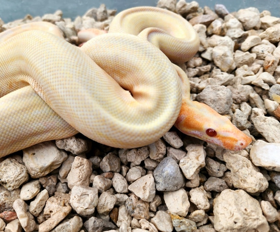 Kahl Albino Blackberry (CA Eclipse) Pos Het RDR Boa Constrictor by Mythic Constrictors