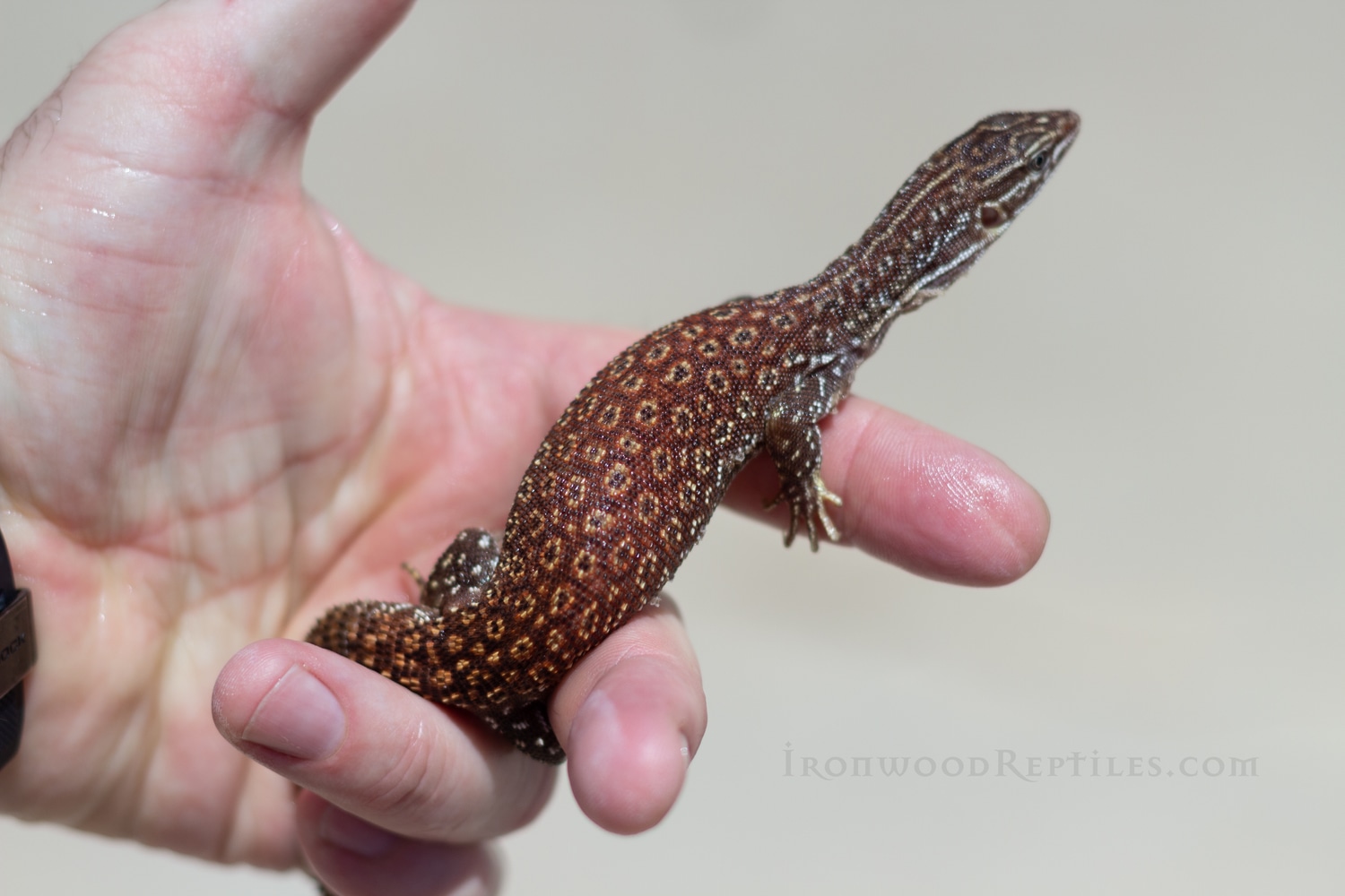 2022 Red Ackie Monitors Spiny-Tailed Monitor by Ironwood Reptiles ...
