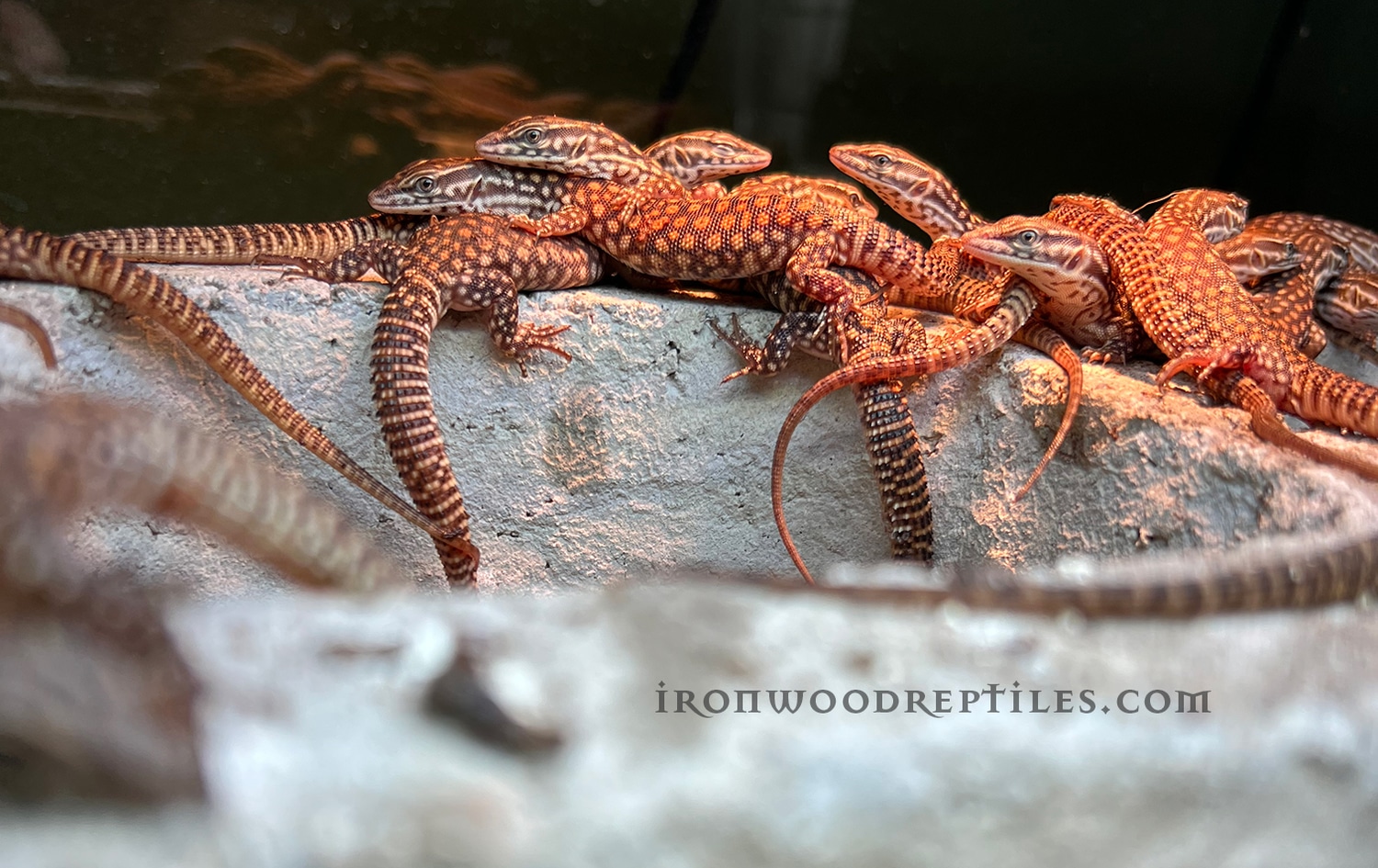2022 Red Ackie Monitors Spiny-Tailed Monitor by Ironwood Reptiles ...