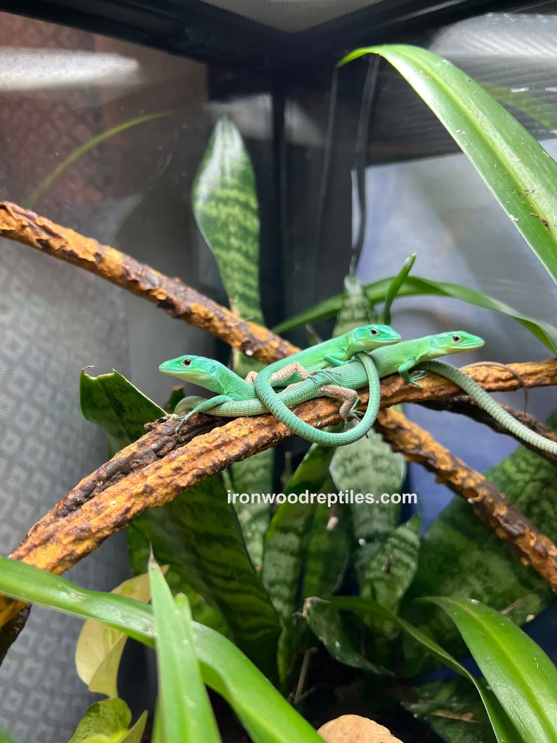 Juvenile Green Keel-Bellied Lizards (Gastropholis Prasina) More Lizard ...