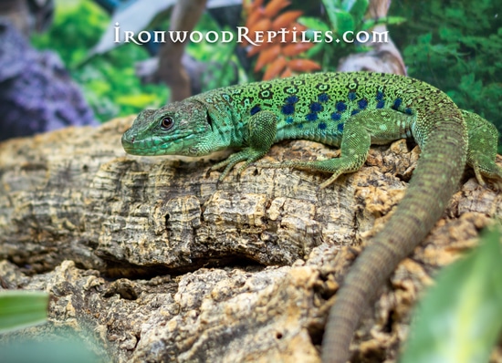 Jeweled Lacertas by Ironwood Reptiles