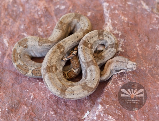 Hog Island Boa Boa Constrictor by Ironwood Reptiles