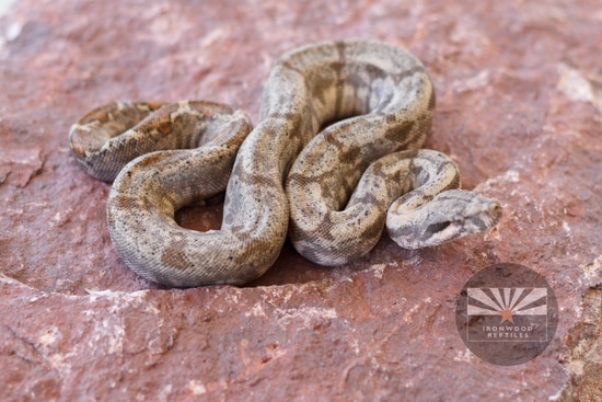 Hog Island Boa Boa Constrictor by Ironwood Reptiles