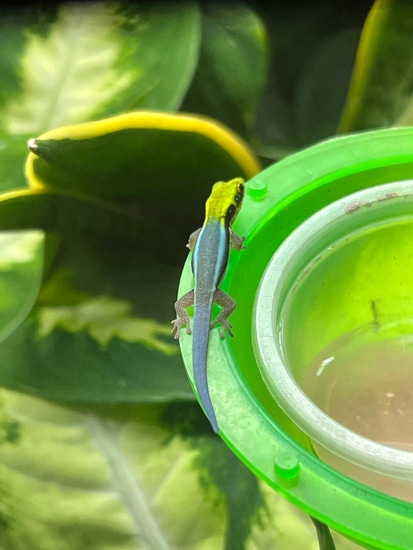 Neon Day Geckos - Phelsuma Klemmeri by Ironwood Reptiles