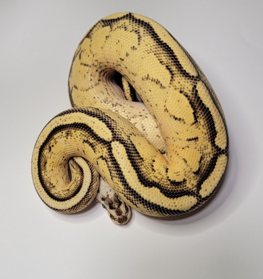 Super Pastel Super Stripe Ball Python by IrresistiBall Pythons and Rattery