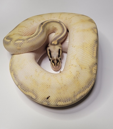 Pastel Highway Ball Python by IrresistiBall Pythons and Rattery