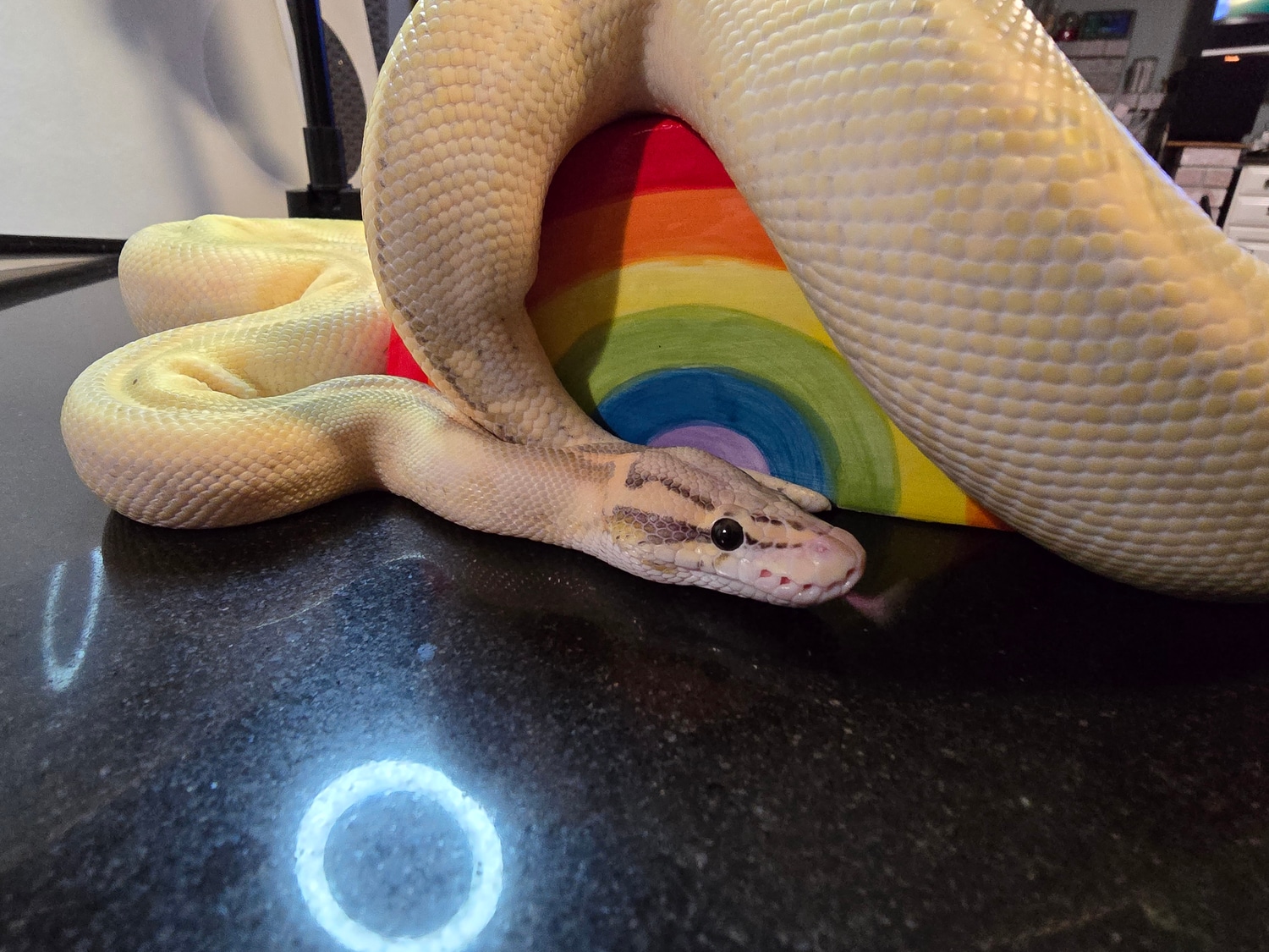 IrresistiBall Pythons and Rattery's Collection - MorphMarket