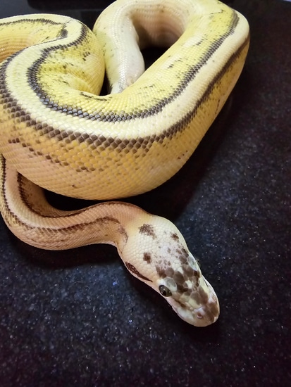 Super Pastel Super Stripe Ball Python by IrresistiBall Pythons and Rattery