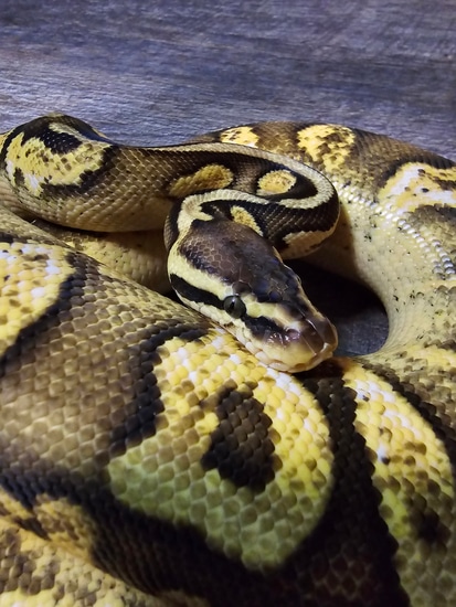 Calico Gravel Ball Python by IrresistiBall Pythons and Rattery