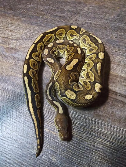 Cinnamon Special Het Puzzle Male Ball Python by IrresistiBall Pythons ...