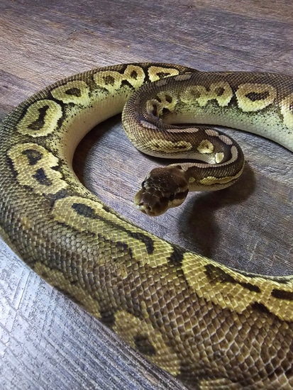 Pewter Fire Female Ball Python by IrresistiBall Pythons and Rattery