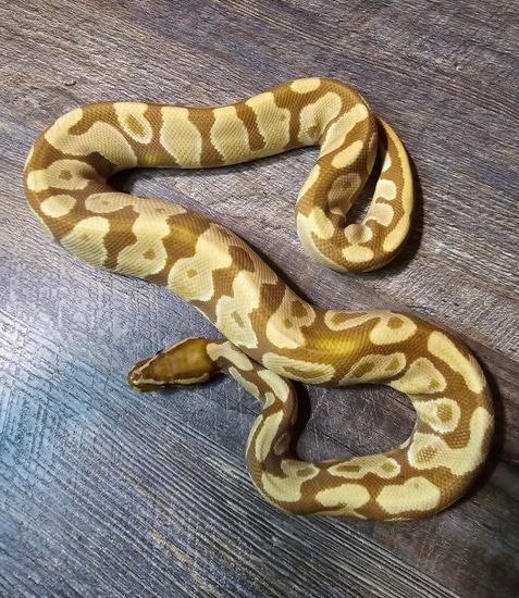 Ultramel Yellow Belly Het Hypo Ball Python by IrresistiBall Pythons and ...