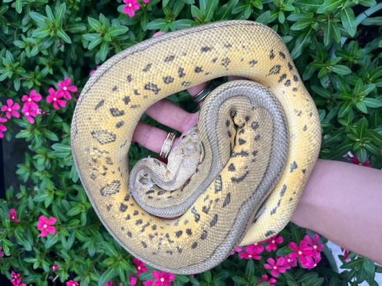 Leopard Killer Clown Ball Python by Majestic Morphs