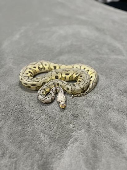 Killer Spotnose Clown Ball Python by Majestic Morphs