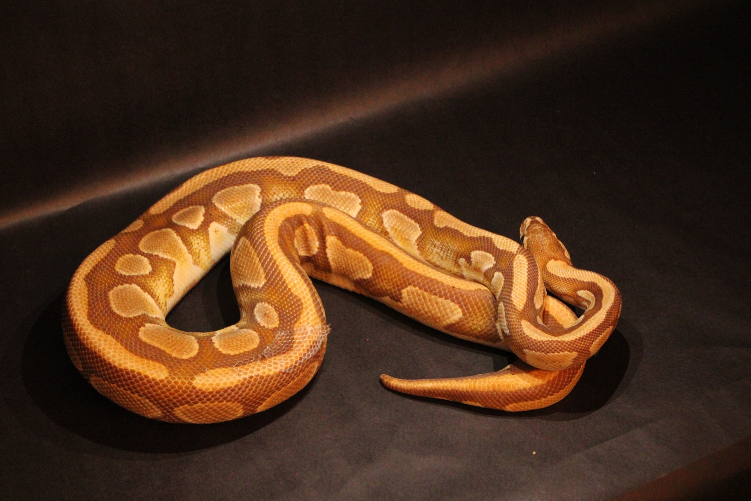 Paradox Caramel Albino 100% Het Pied Ball Python by Wheat State Snakes ...