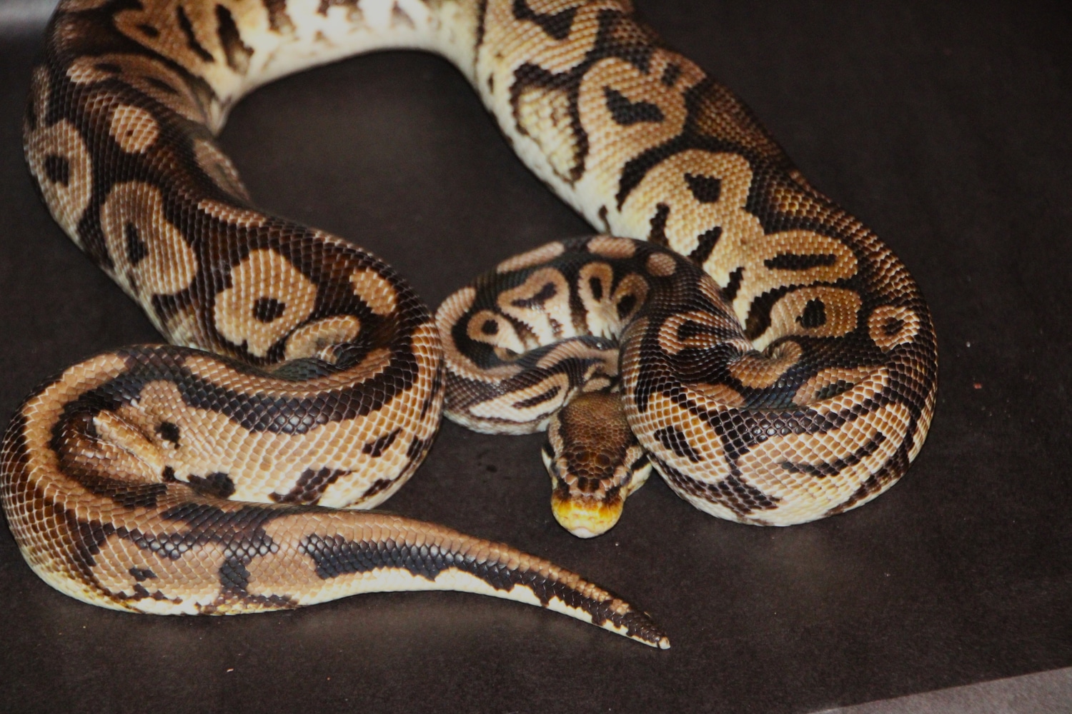 Caramel Albino Pastel %100 Het Pied %100 Het Red Axanthic Ball Python ...