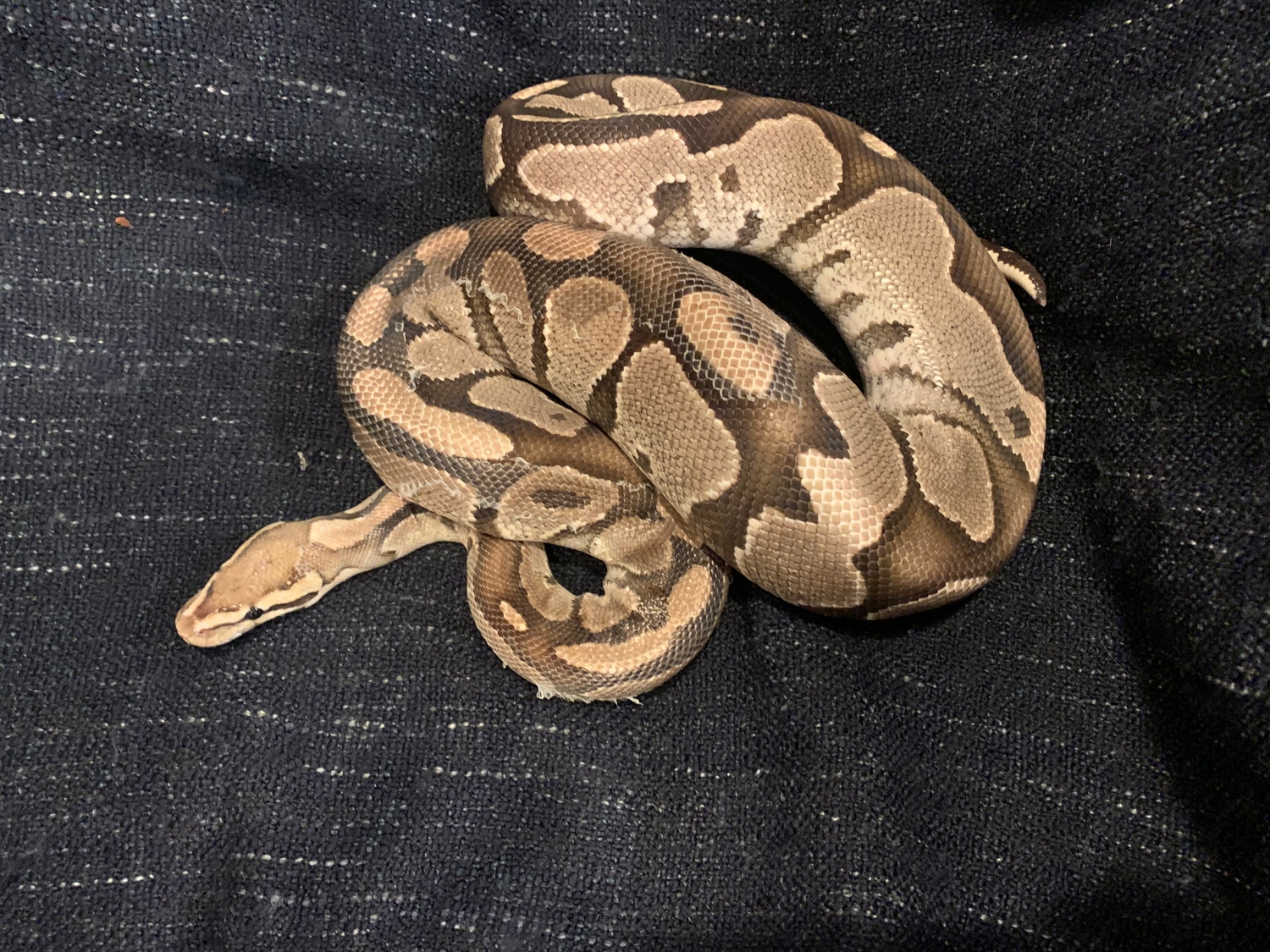 Fire Hypo Ball Python by Wheat State Snakes - MorphMarket
